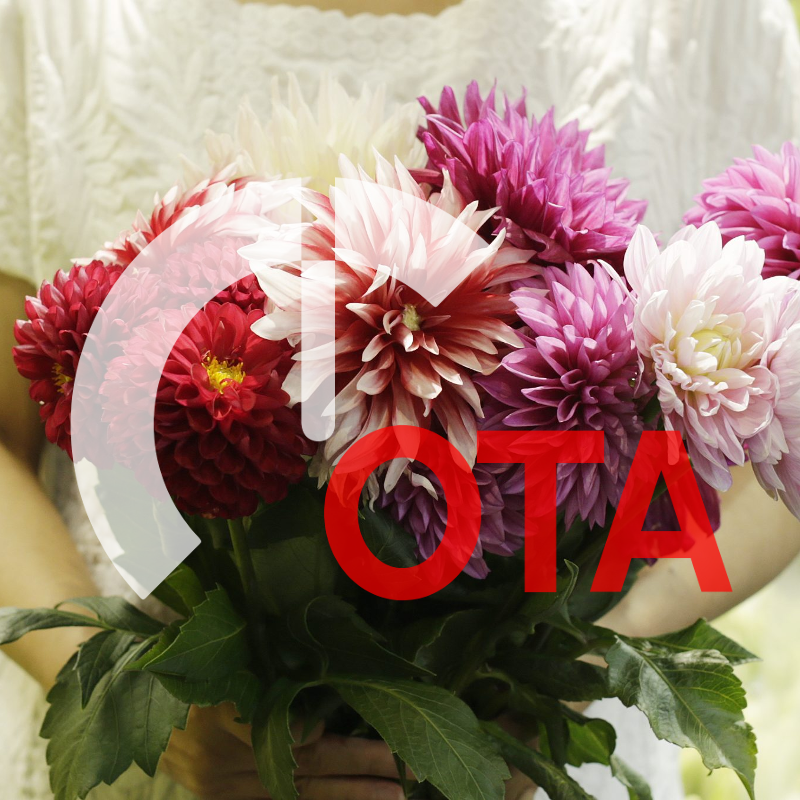 OTA Floriculture Auction – Japanese central wholesale market for ...